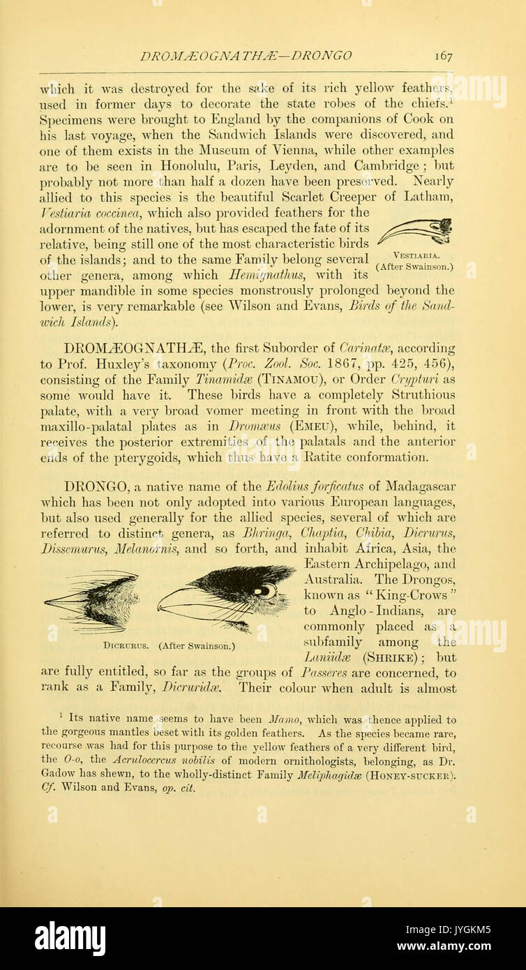 Dictionary of birds hi-res stock photography and images - Alamy