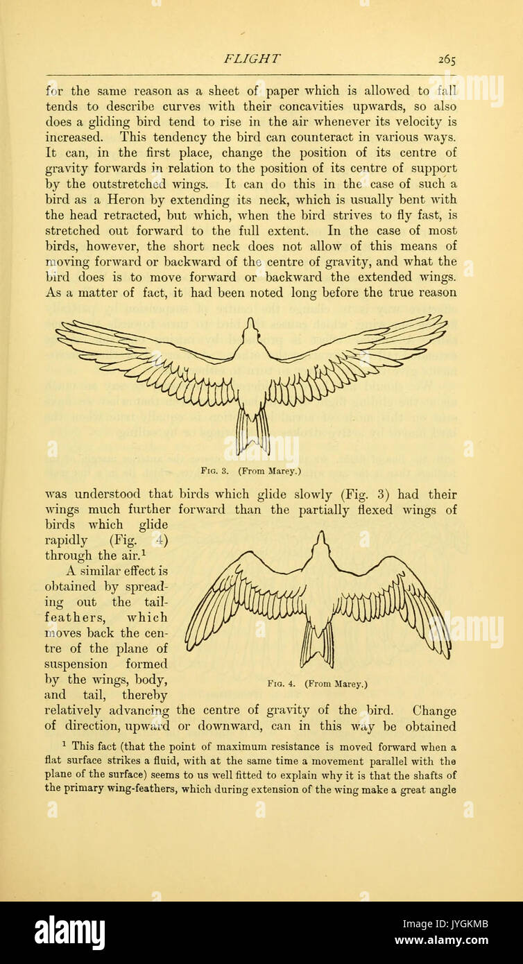 Classifications of birds hi-res stock photography and images - Alamy