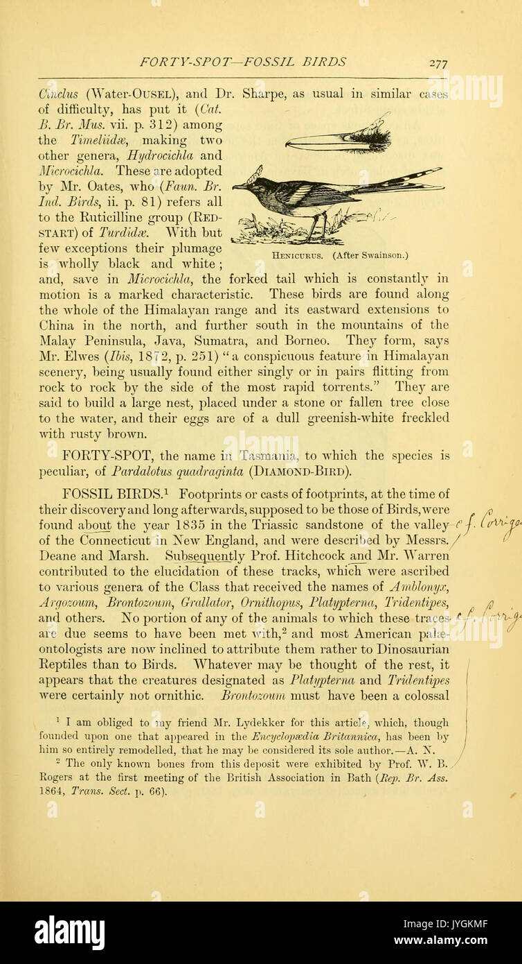 Classifications of birds hi-res stock photography and images - Alamy