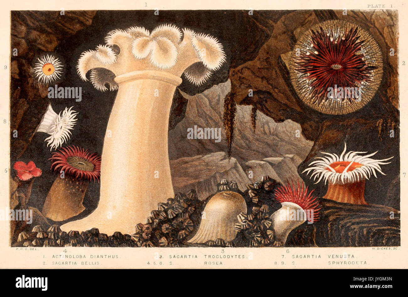 Actinologia britannica a history of the British sea anemones and corals ...