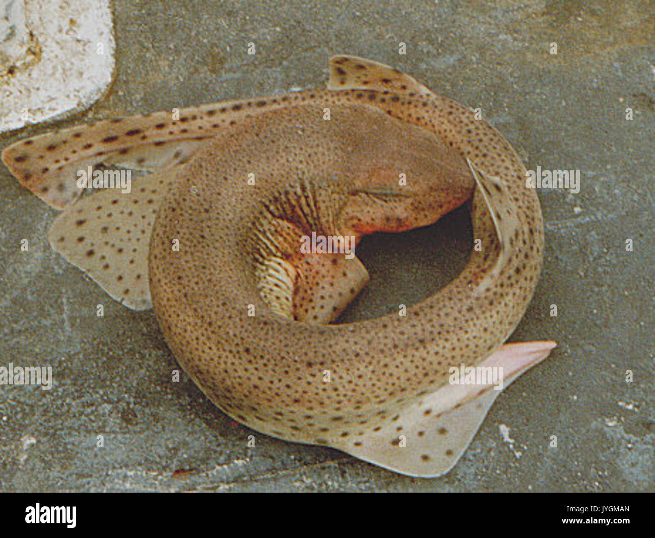 Shark tracking hi-res stock photography and images - Alamy