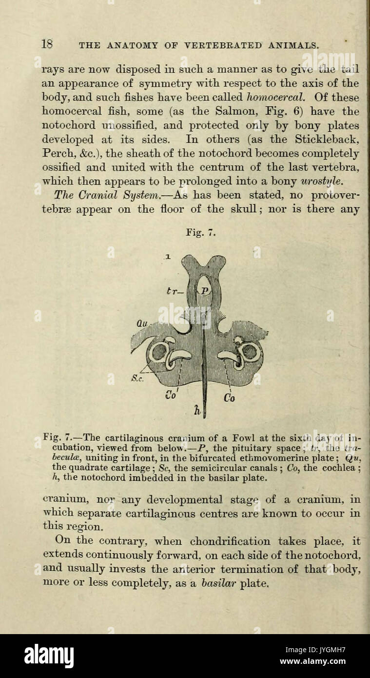 Animals internal framework hi-res stock photography and images - Alamy