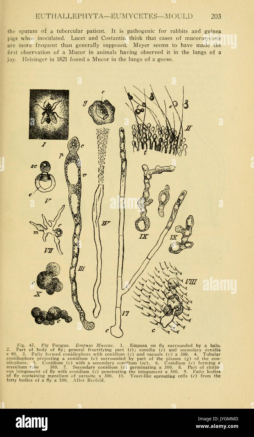 Roots are poisonous hi-res stock photography and images - Alamy