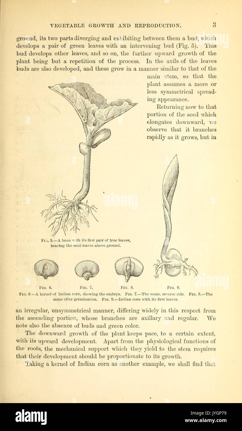 Medical medicinal plants taxonomy hi-res stock photography and images ...