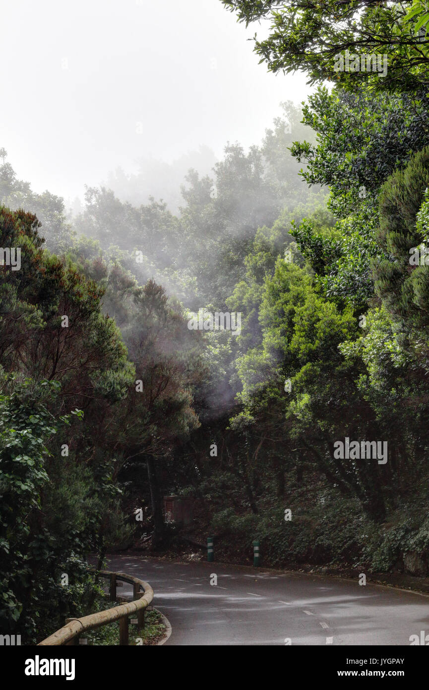 A path in the Anaga rural park in Tenerife island in the Canaries Stock ...