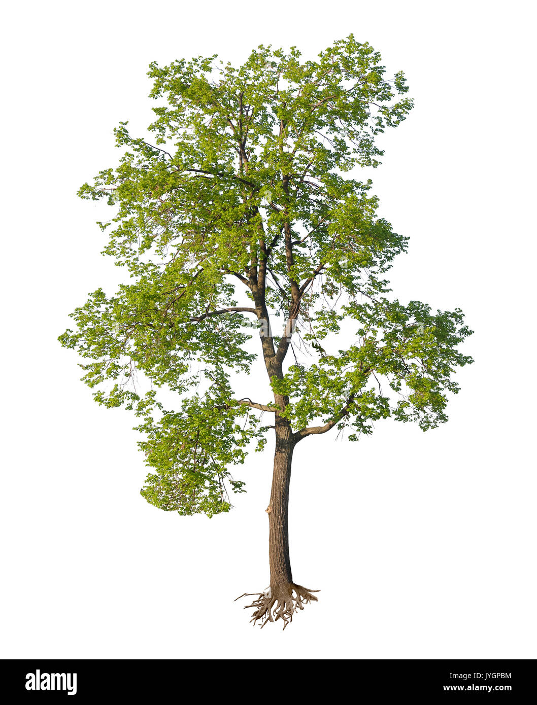 Root strength Cut Out Stock Images & Pictures - Alamy