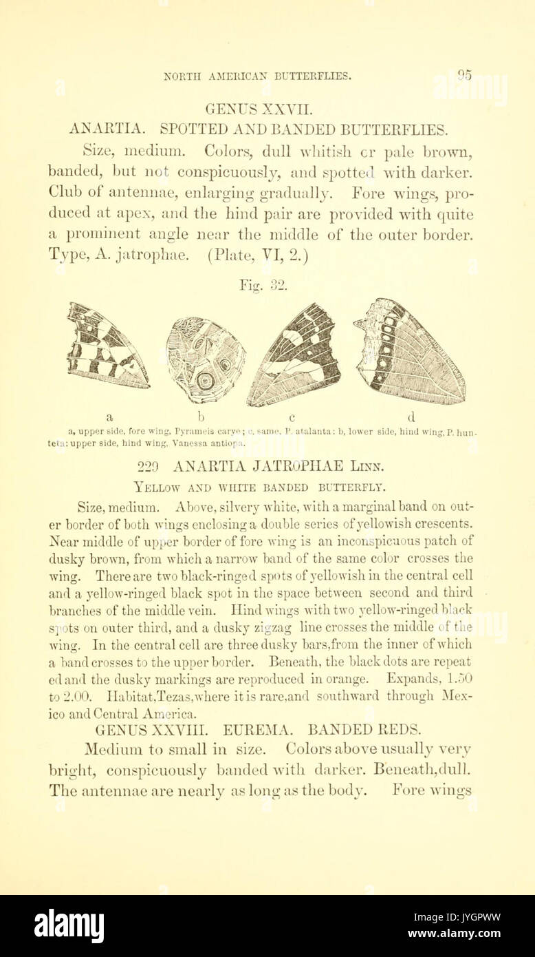 An illustration from a manual of North American butterflies, showcasing ...