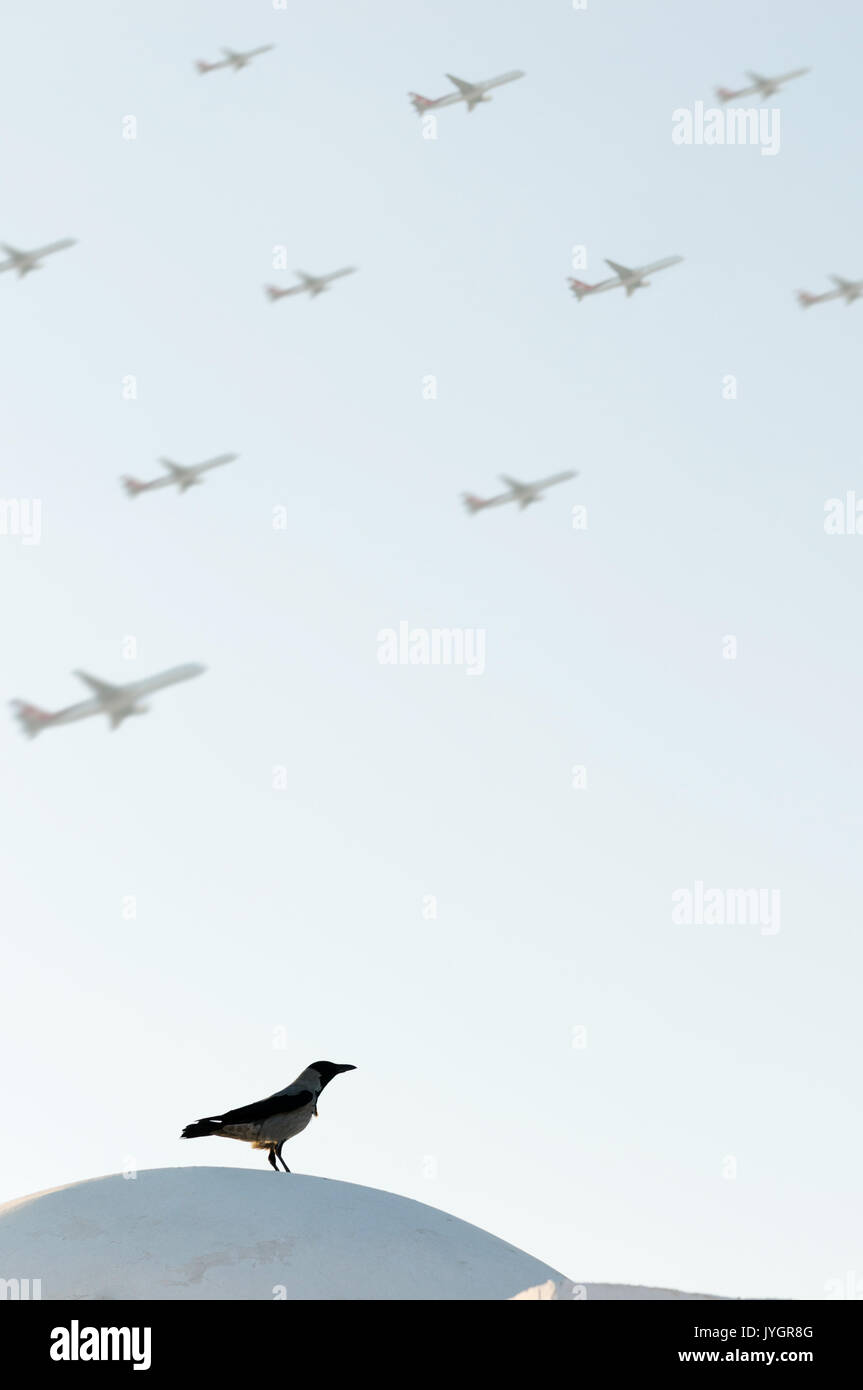 Bird looking at airplanes taking off Stock Photo - Alamy