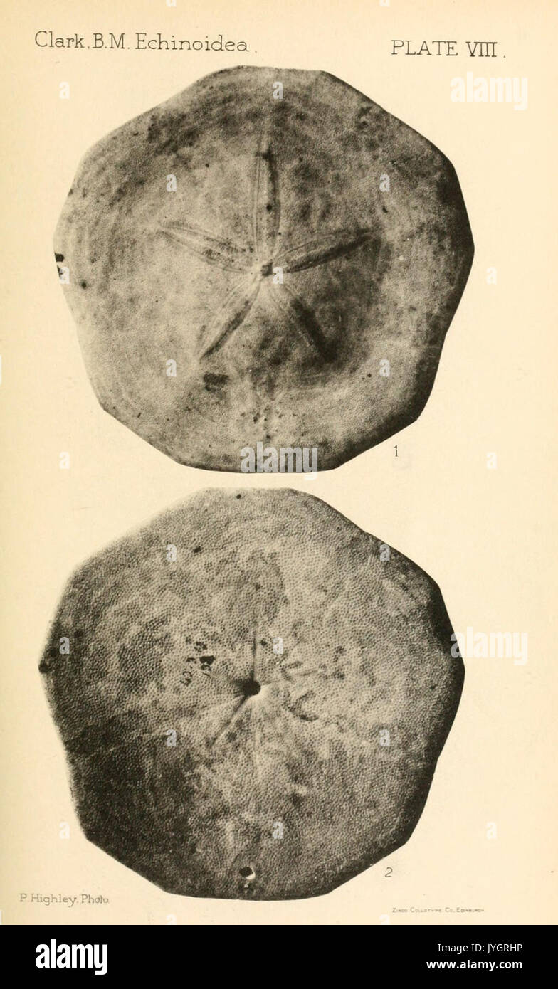 A catalogue of the recent sea urchins (Echinoidea) in the collection of ...