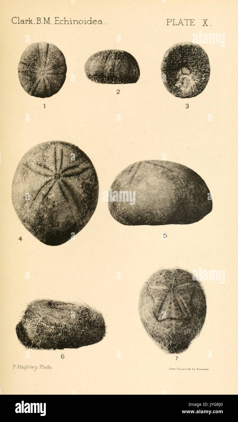 A catalogue of the recent sea urchins (Echinoidea) in the collection of ...