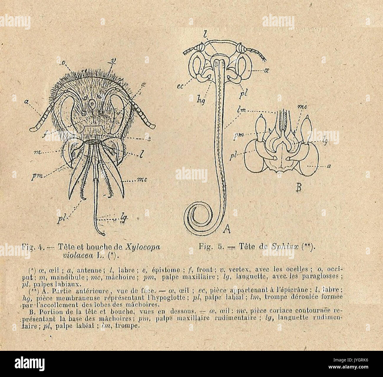 Acloque hi-res stock photography and images - Alamy