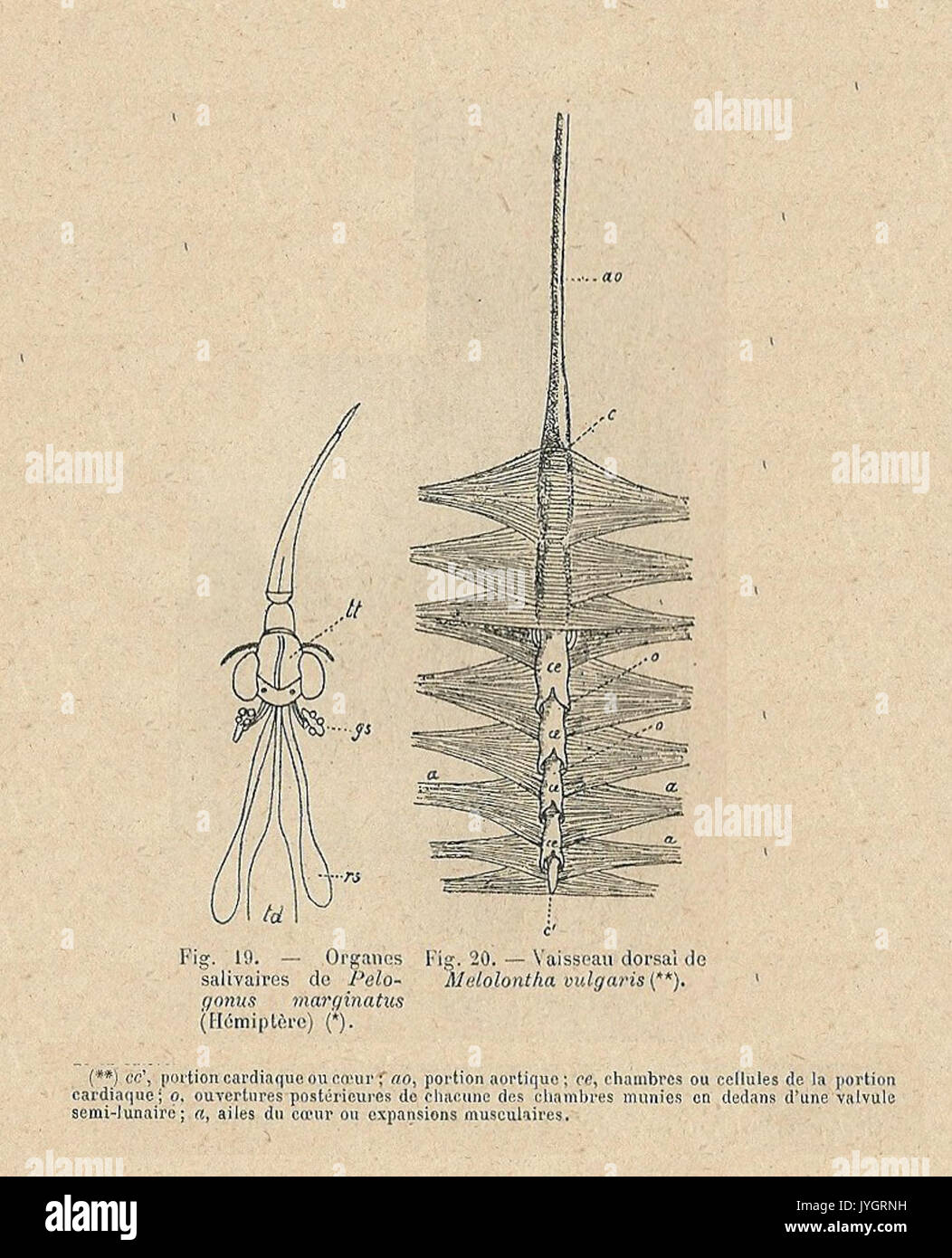 Acloque hi-res stock photography and images - Alamy