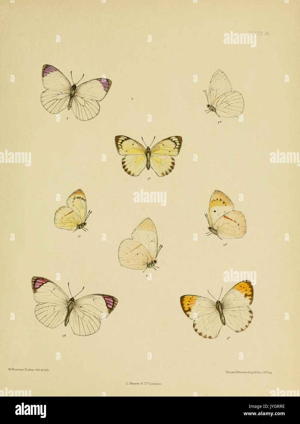 Teracolus hi-res stock photography and images - Alamy