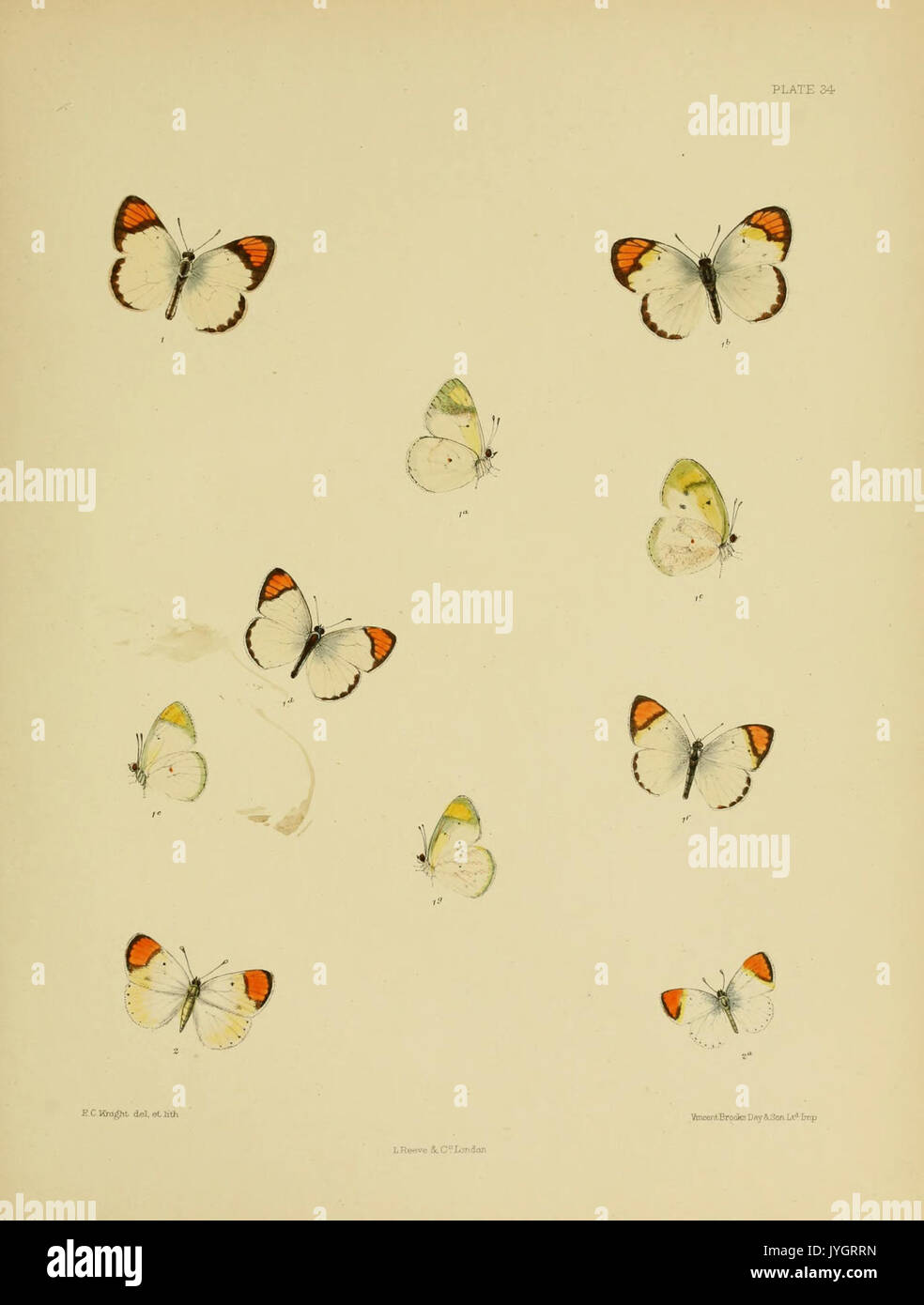 Teracolus hi-res stock photography and images - Alamy