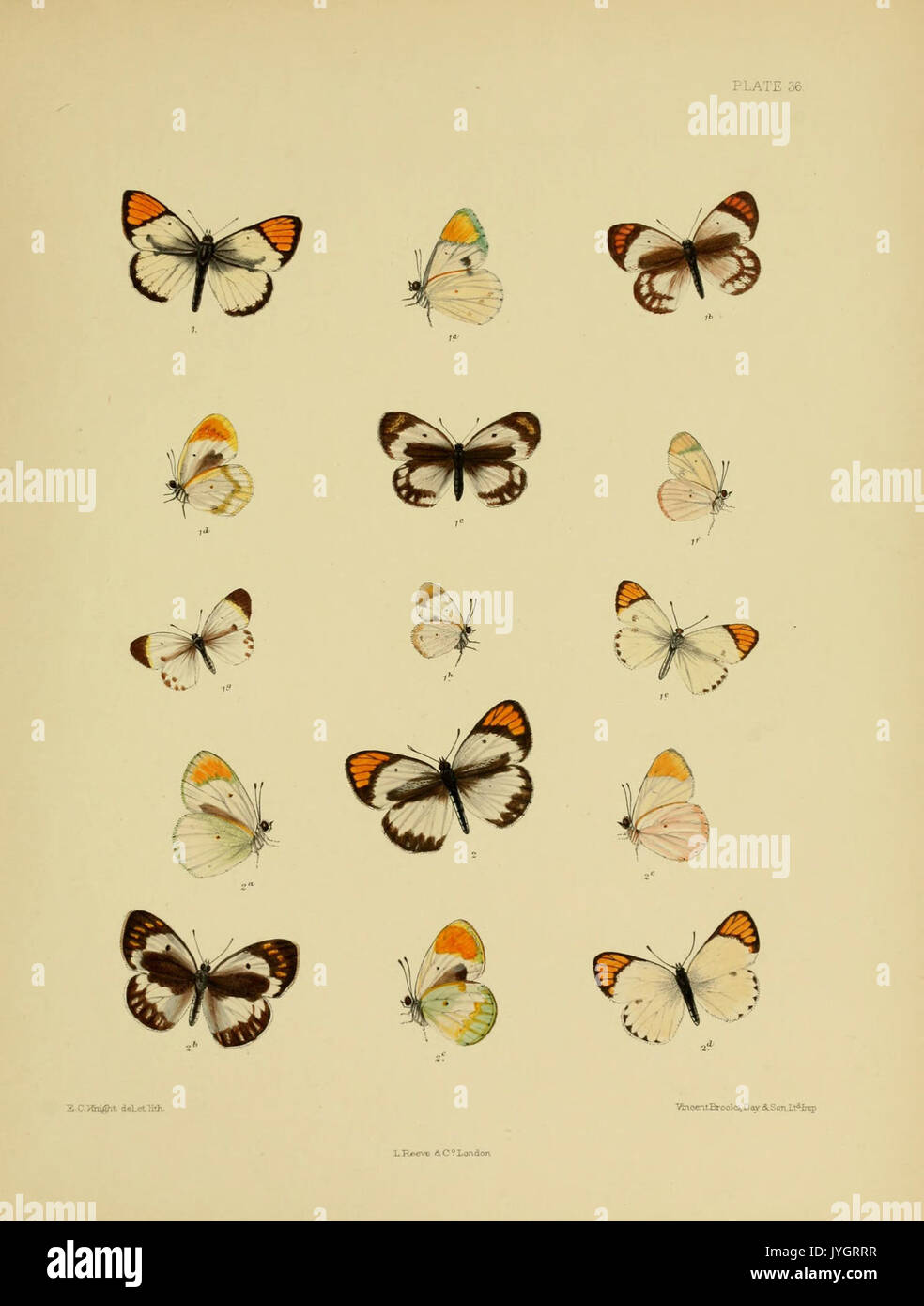 Teracolus hi-res stock photography and images - Alamy