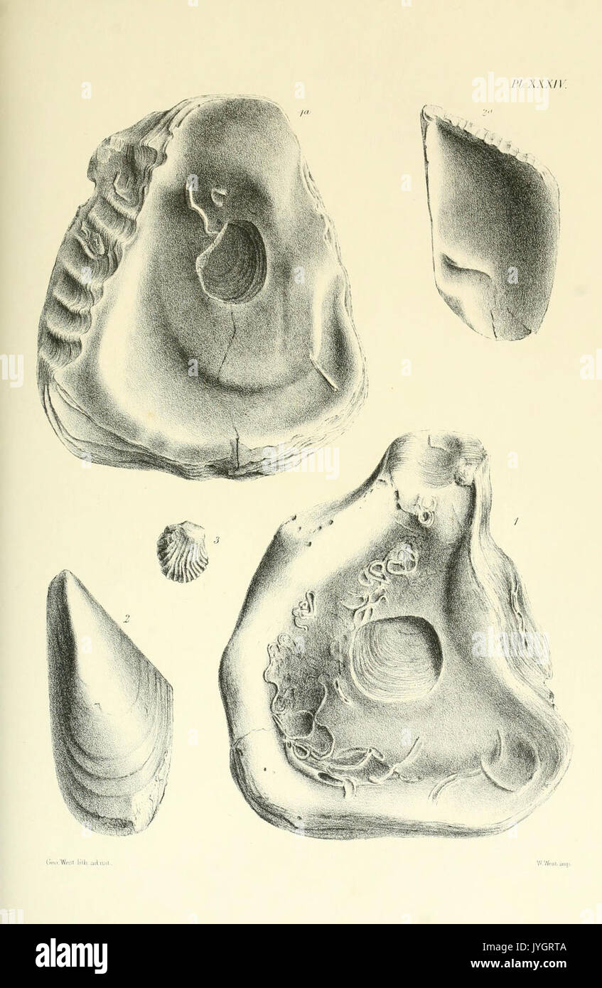 A monograph of the Mollusca from the Great Oolite BHL13133258 Stock ...