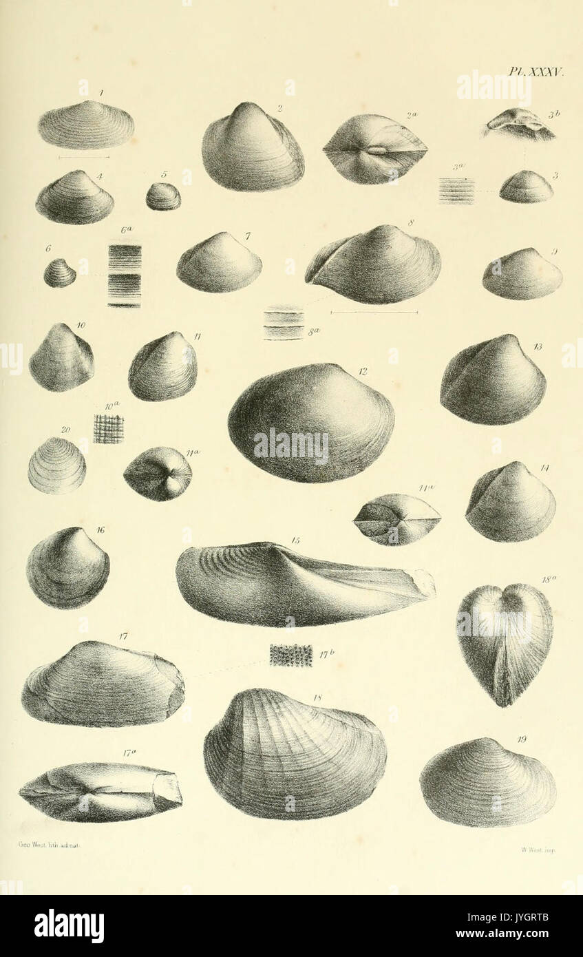 A monograph of the Mollusca from the Great Oolite BHL13133262 Stock ...