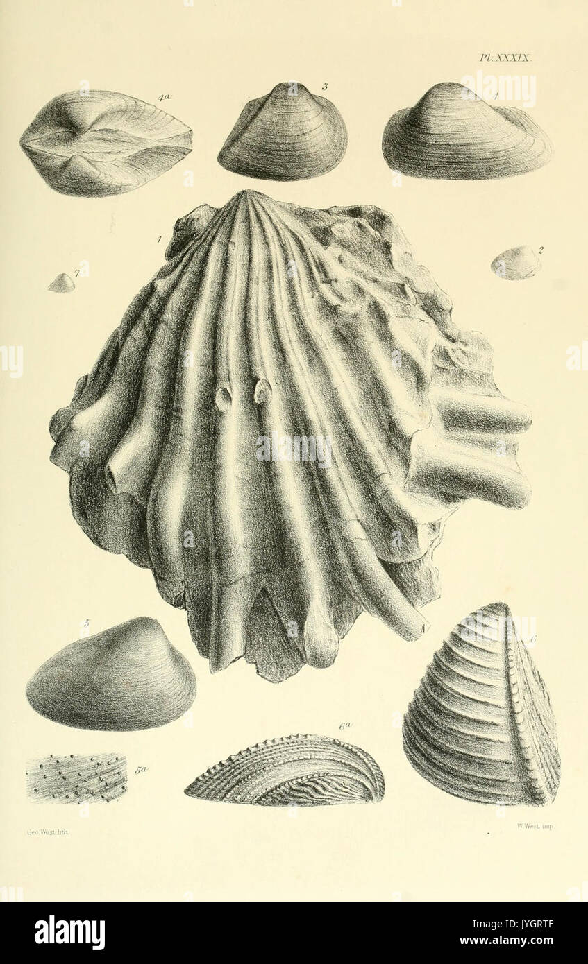 A monograph of the Mollusca from the Great Oolite BHL13133278 Stock ...