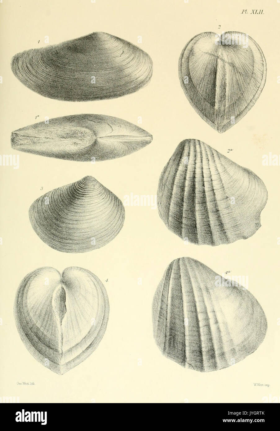 Oolite hi-res stock photography and images - Alamy