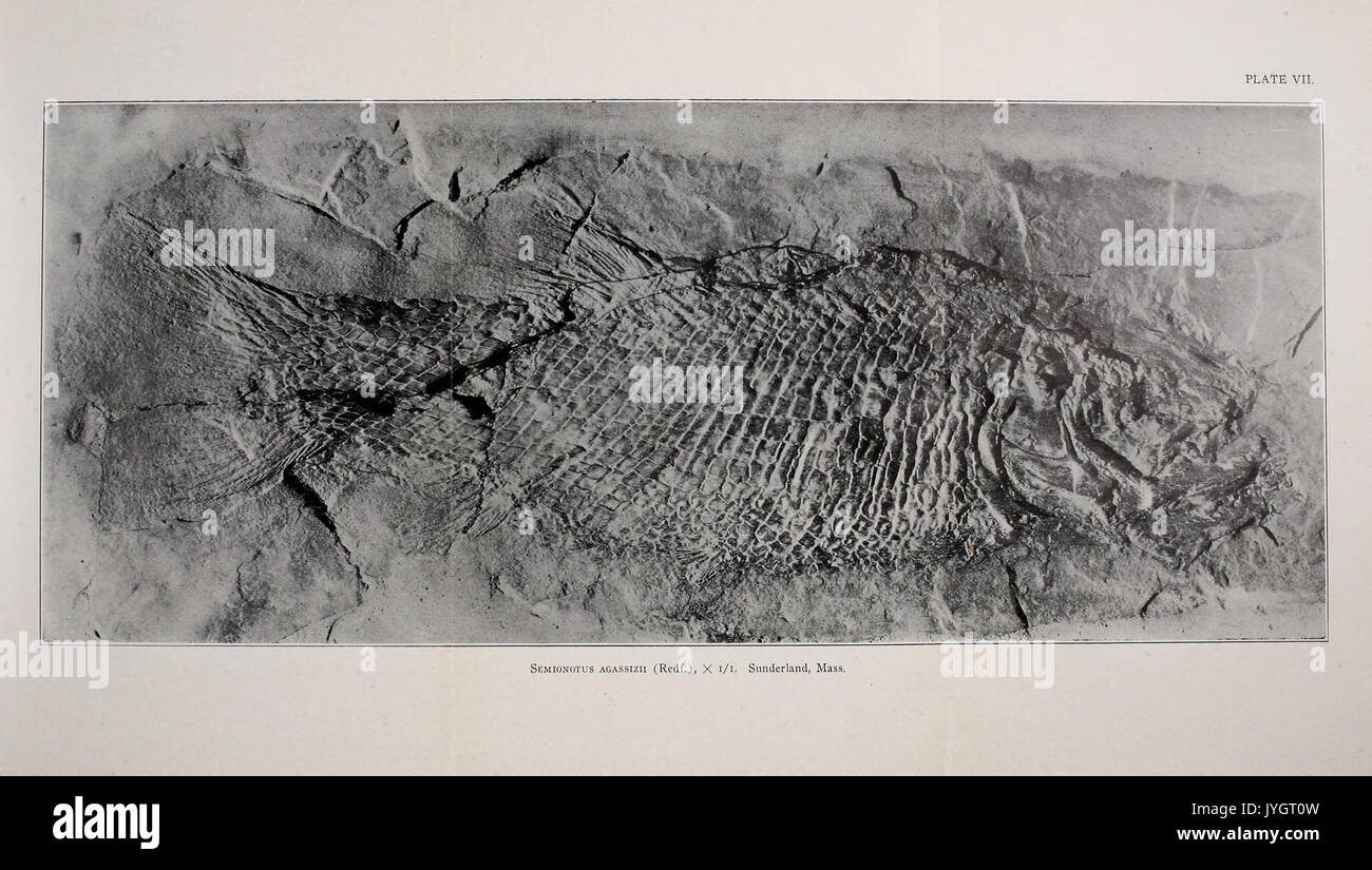 Fossil fishes hi-res stock photography and images - Alamy