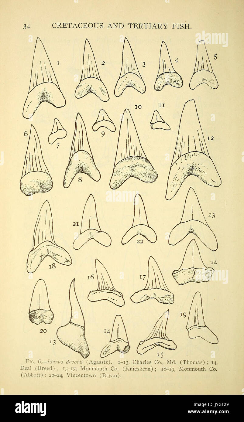 A description of the fossil fish remains of the Cretaceous, Eocene and ...