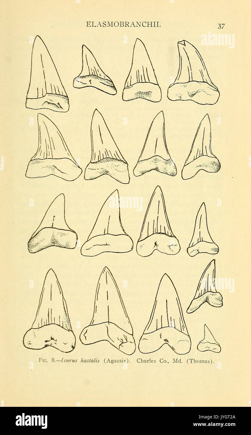 A description of the fossil fish remains of the Cretaceous, Eocene and ...