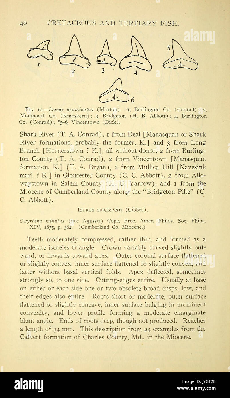 A description of the fossil fish remains of the Cretaceous, Eocene and ...