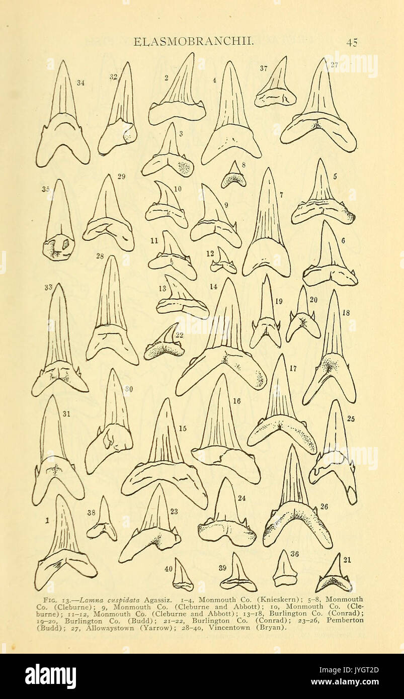 A description of the fossil fish remains of the Cretaceous, Eocene and ...