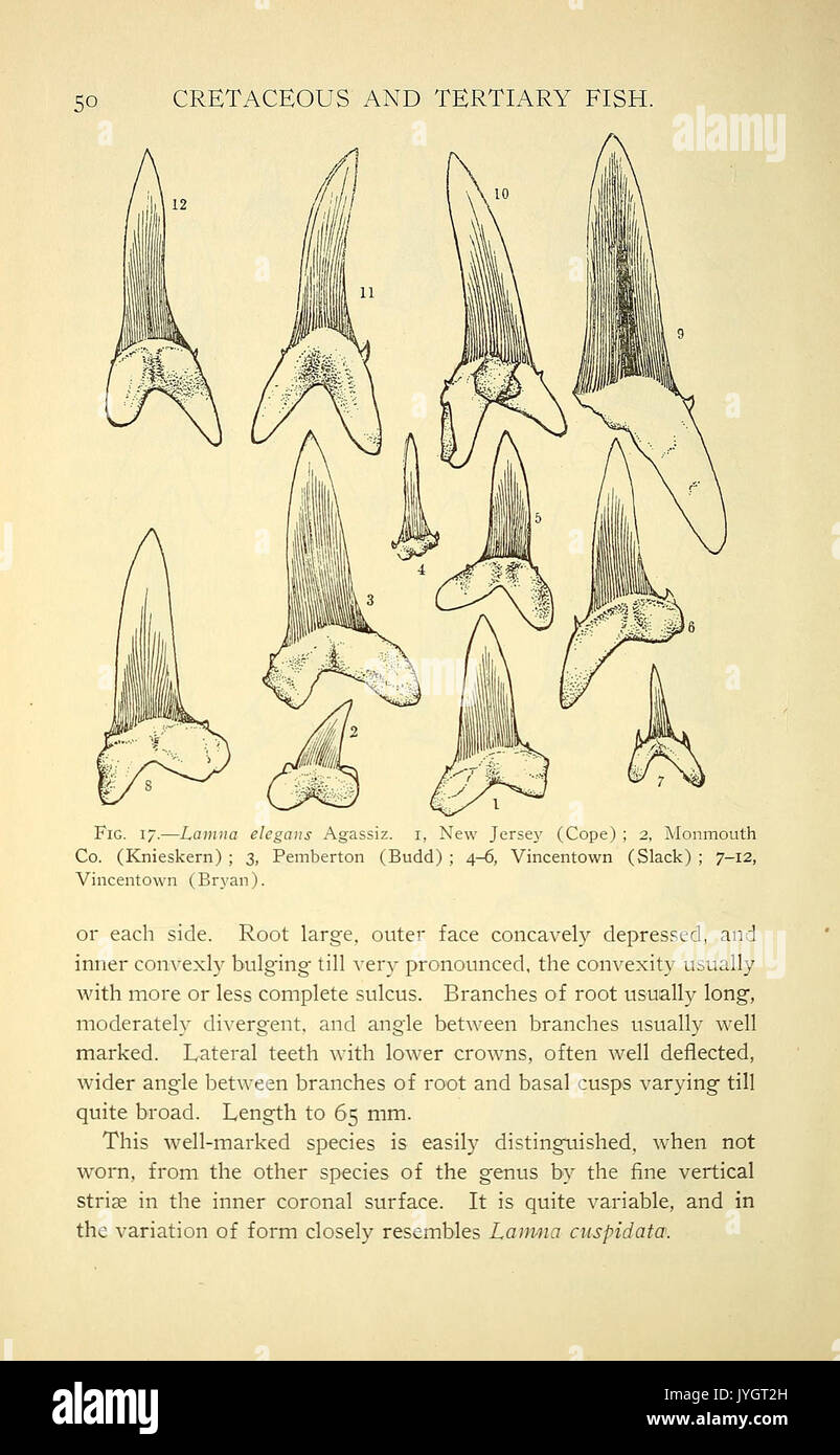 A description of the fossil fish remains of the Cretaceous, Eocene and ...