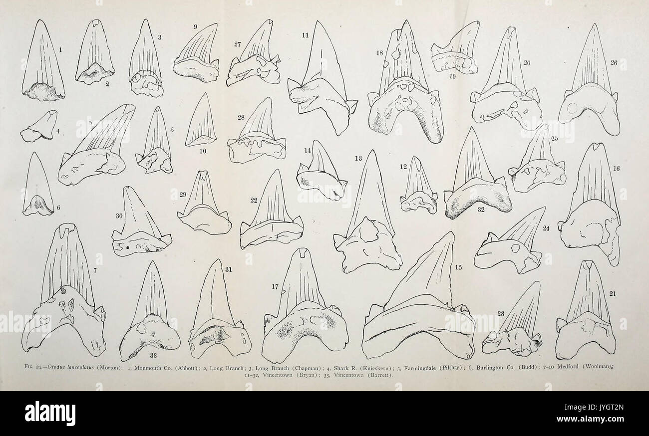 A description of the fossil fish remains of the Cretaceous, Eocene and ...