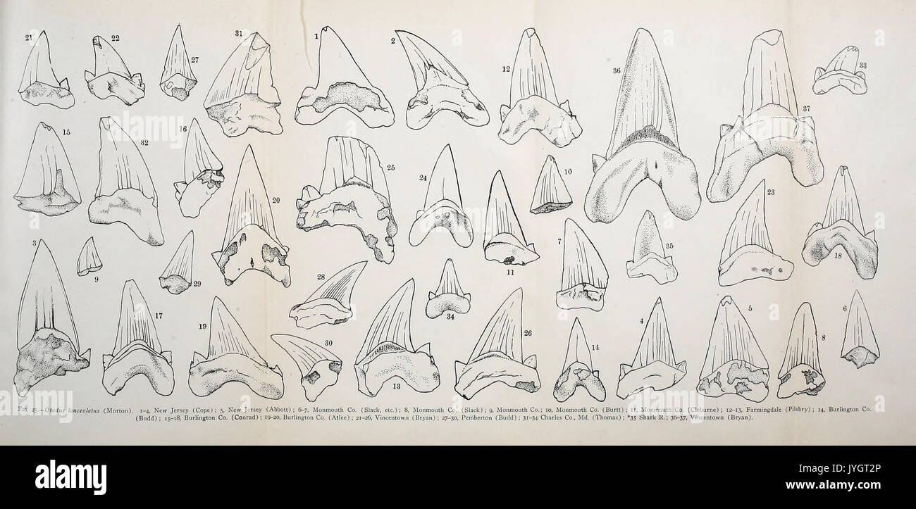 A description of the fossil fish remains of the Cretaceous, Eocene and ...