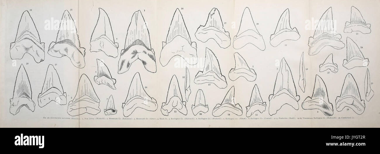 A description of the fossil fish remains of the Cretaceous, Eocene and ...