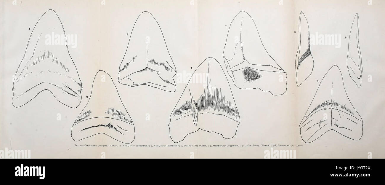 A description of the fossil fish remains of the Cretaceous, Eocene and ...