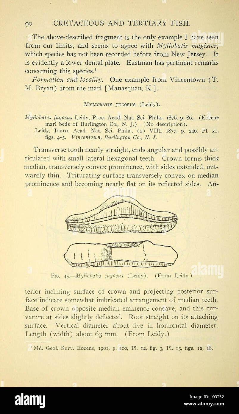 This document describes fossil fish remains discovered in New Jersey ...