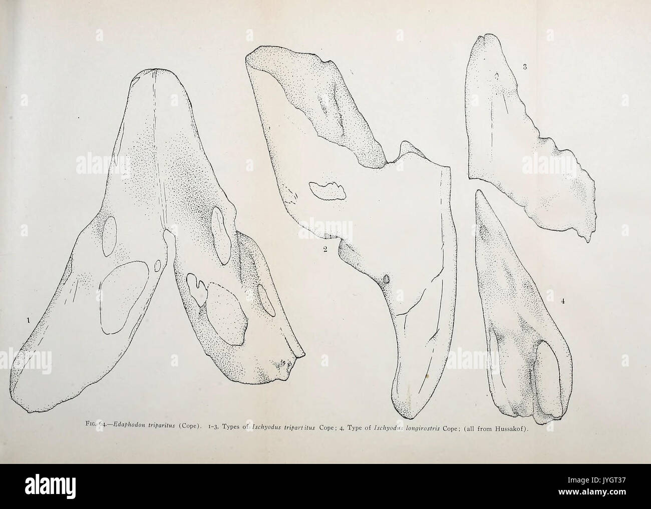 A description of the fossil fish remains of the Cretaceous, Eocene and ...