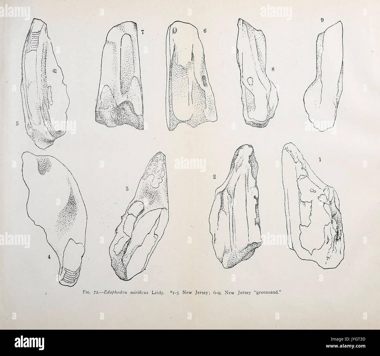 A description of the fossil fish remains of the Cretaceous, Eocene and ...
