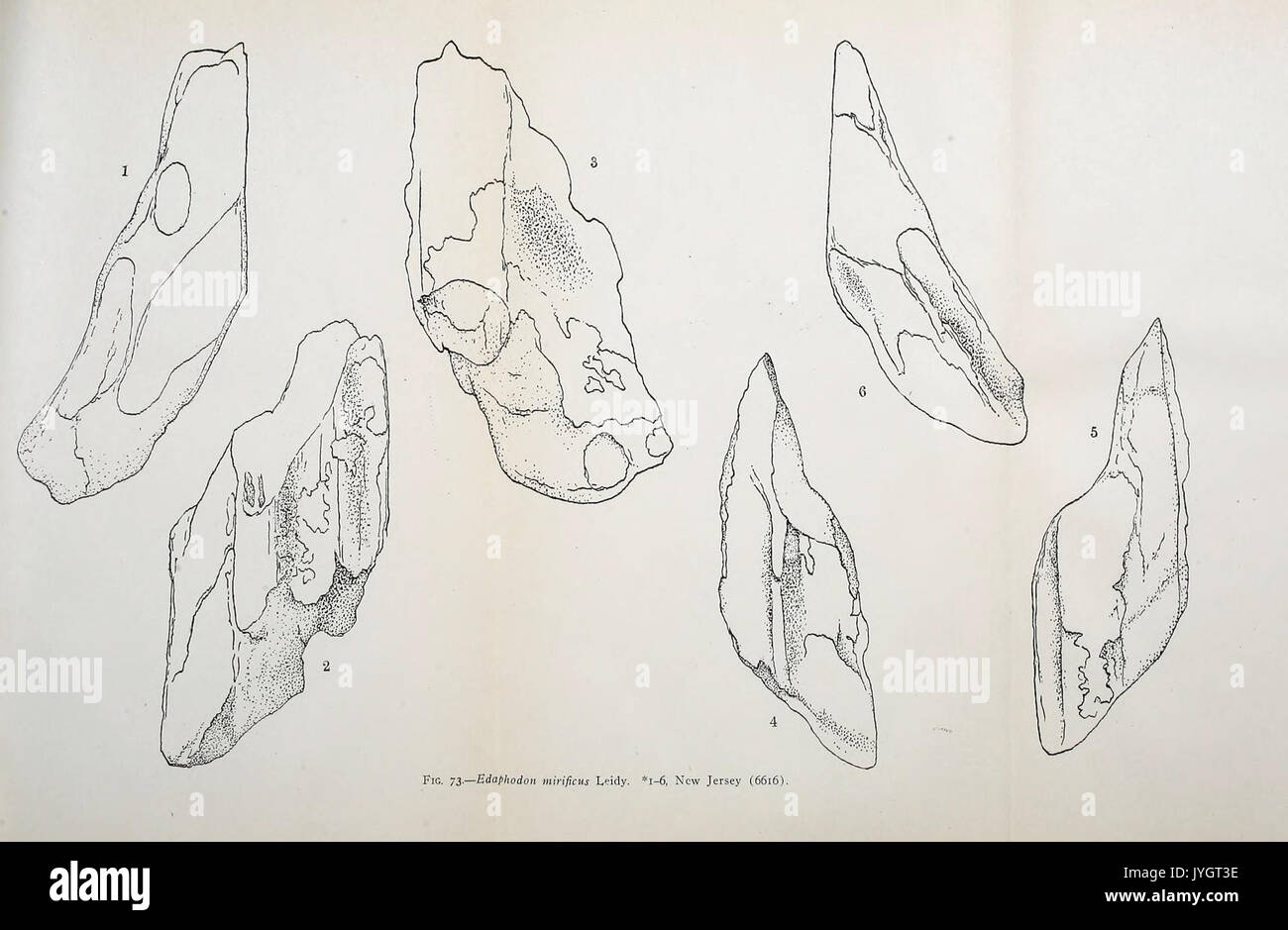 A description of the fossil fish remains of the Cretaceous, Eocene and ...
