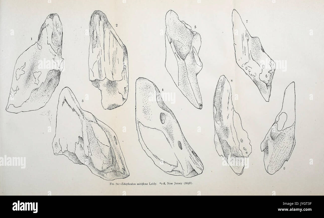 A description of the fossil fish remains of the Cretaceous, Eocene and ...
