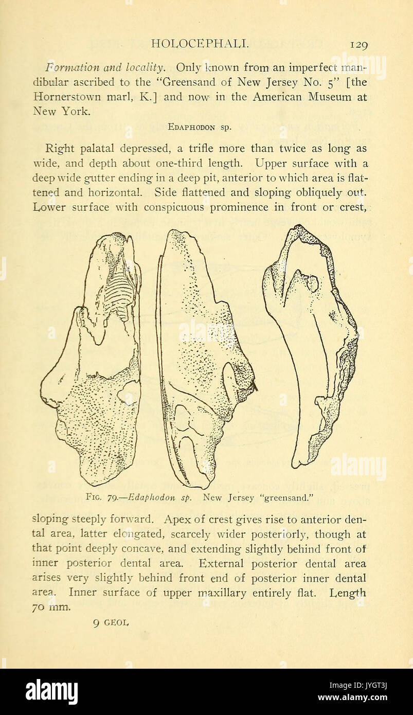 A description of the fossil fish remains of the Cretaceous, Eocene and ...