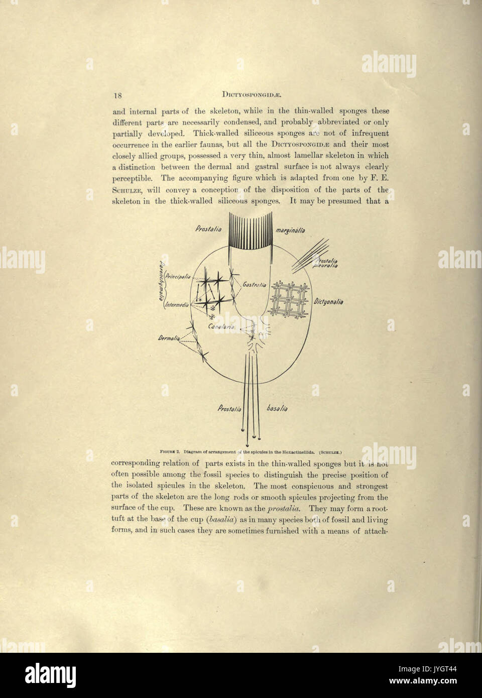 Reticulate stock hi-res stock photography and images - Alamy