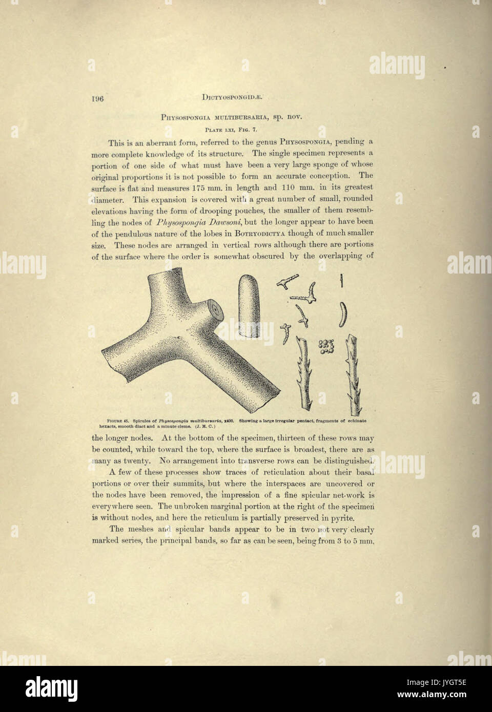 Reticulate stock hi-res stock photography and images - Alamy