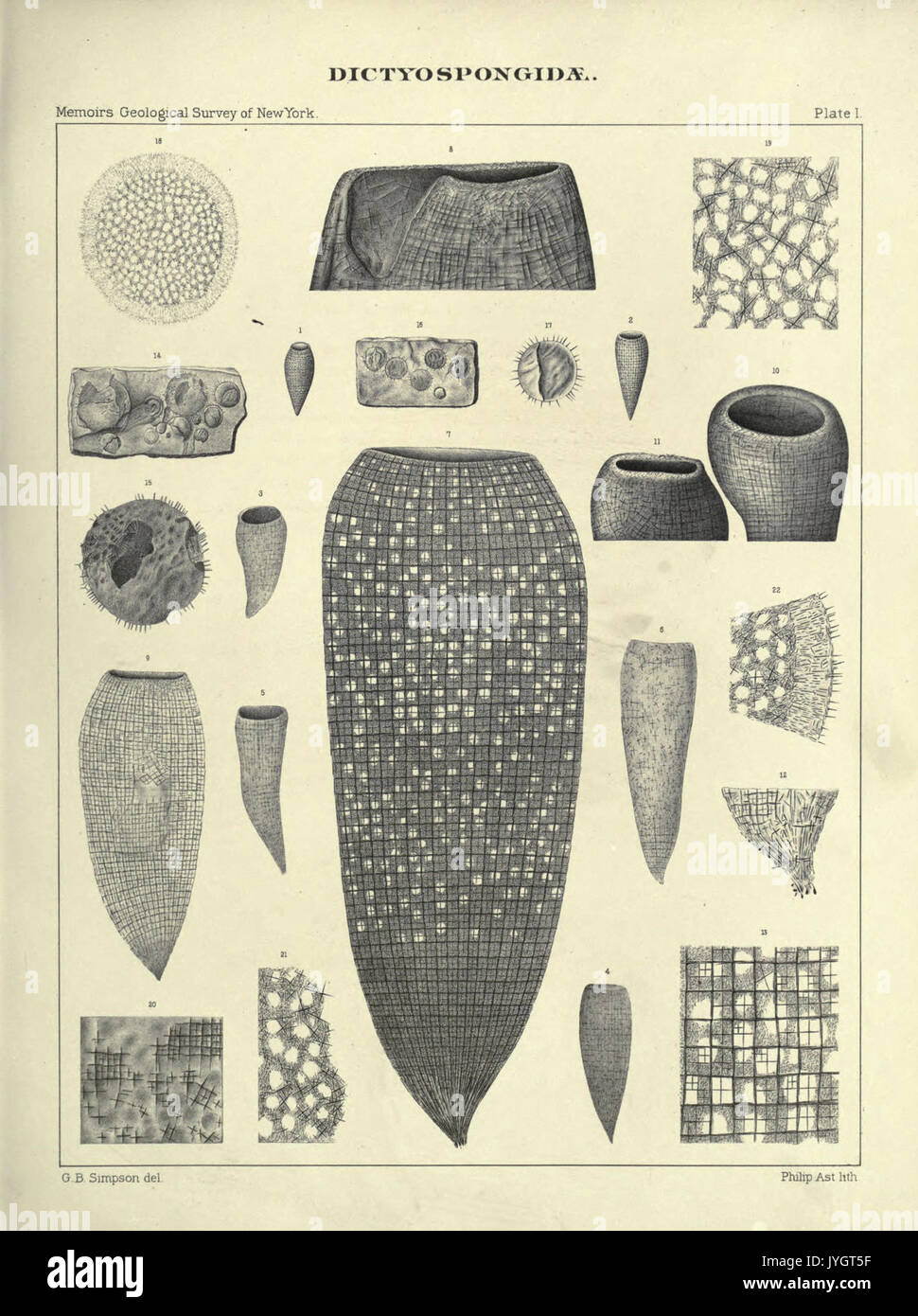 A memoir on the Palaeozoic reticulate sponges constituting the family ...