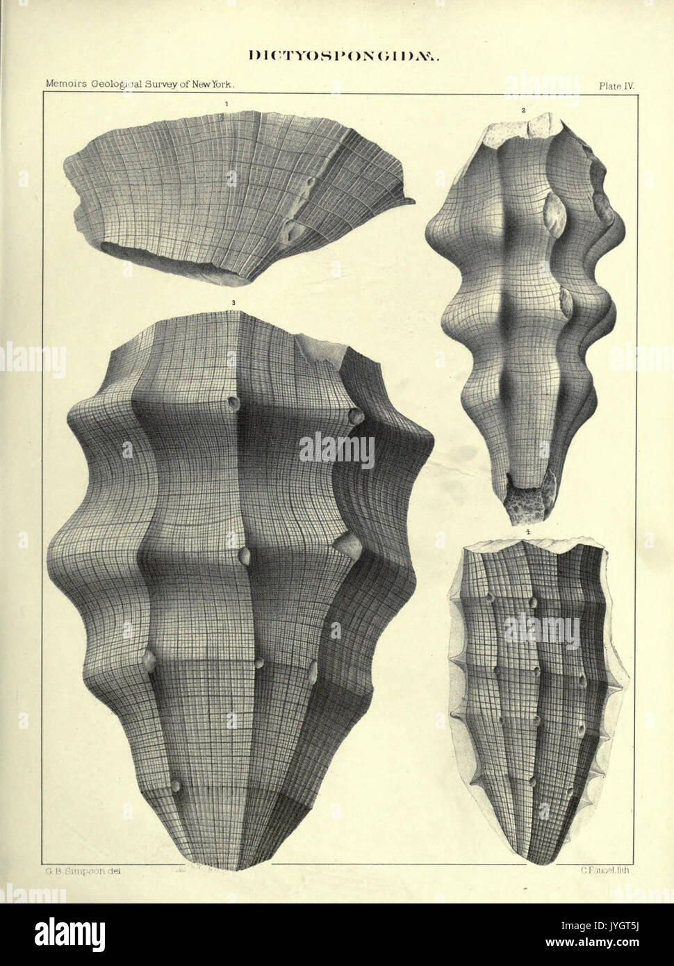 Reticulate stock hi-res stock photography and images - Alamy