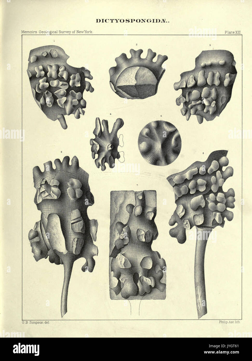 A memoir on the Palaeozoic reticulate sponges constituting the family ...