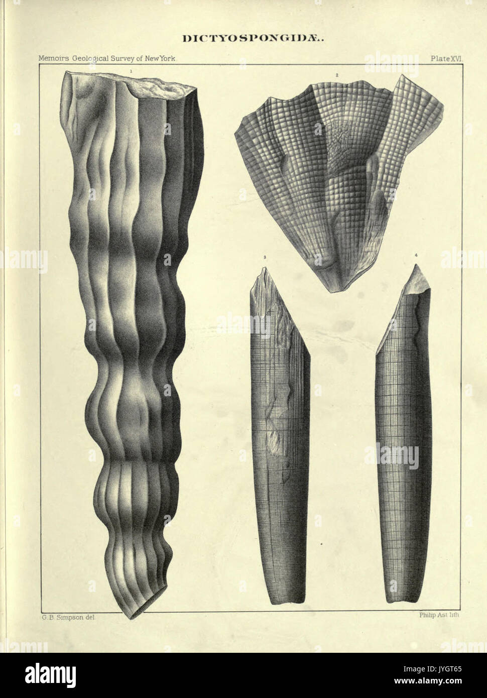 A memoir on the Palaeozoic reticulate sponges constituting the family ...
