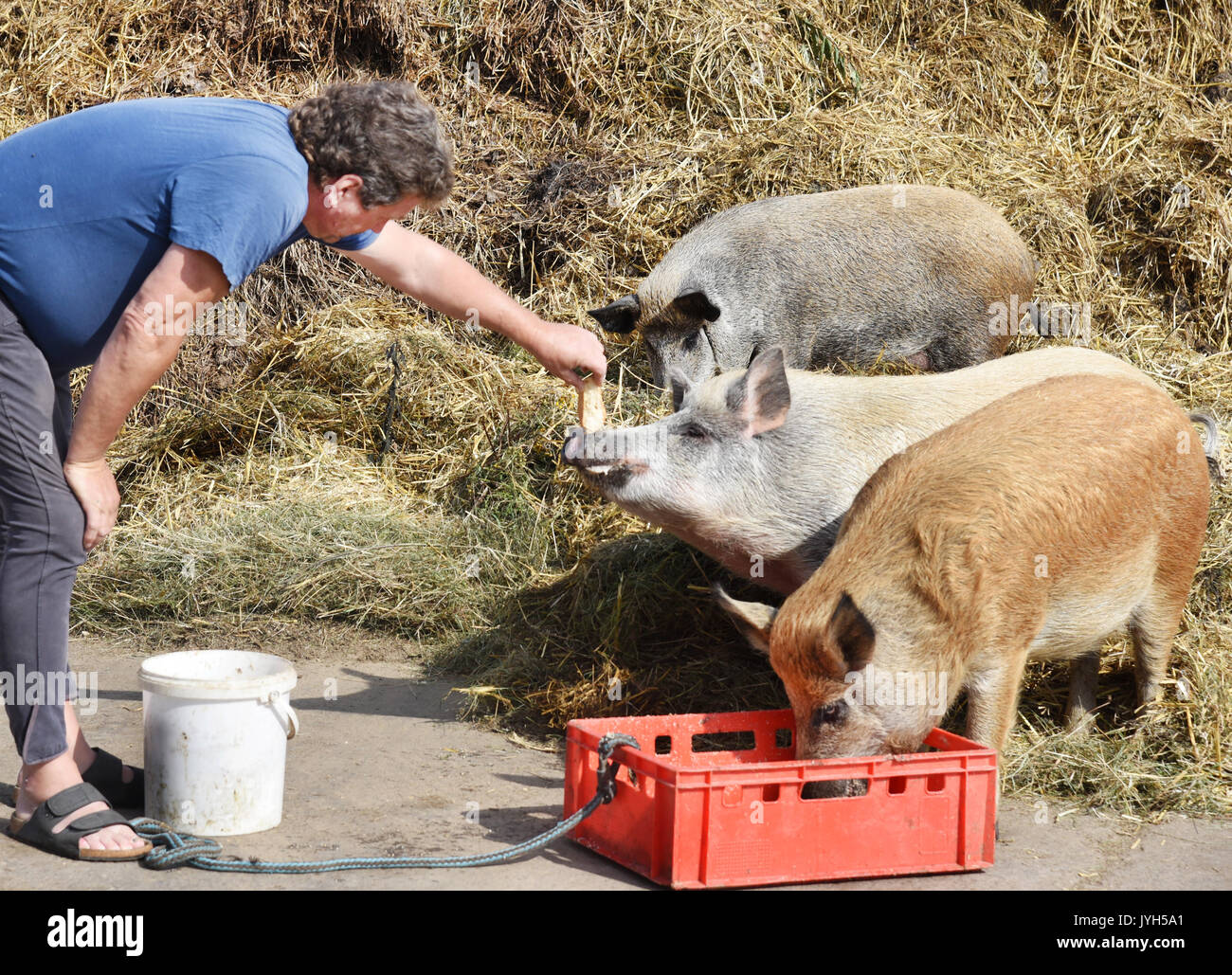 Film animal trainer hi-res stock photography and images - Alamy