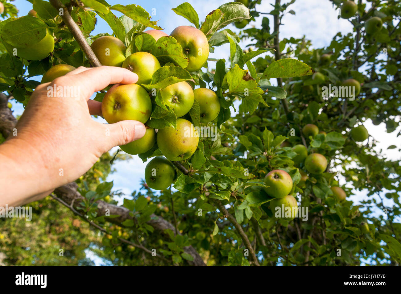 Bathford, Somerset, 20th August 2017. UK Weather. Apples are ripe and ...