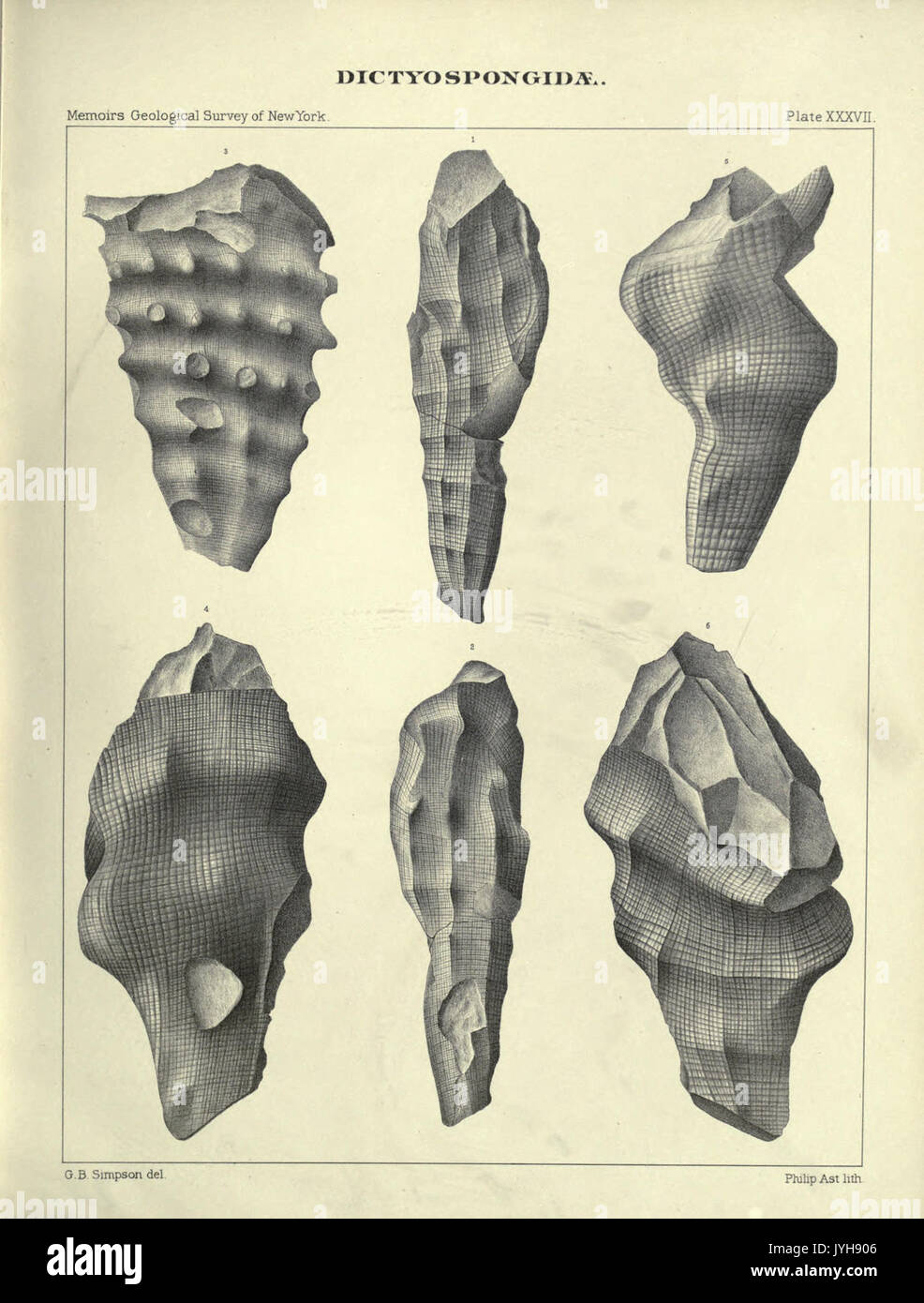 Reticulate evolution hi-res stock photography and images - Alamy