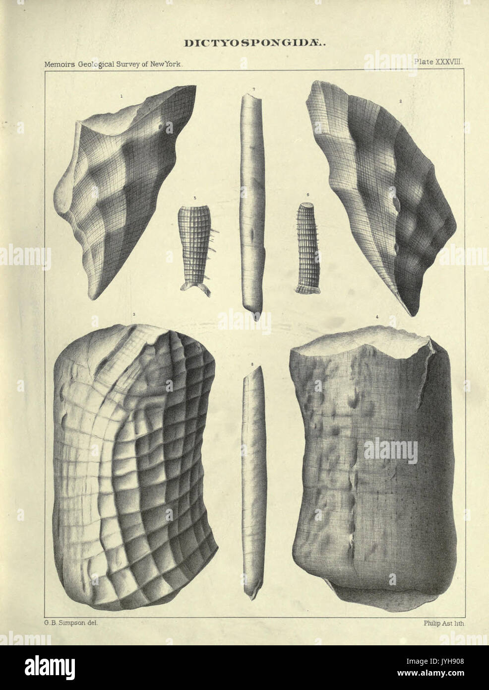 A memoir on the Palaeozoic reticulate sponges constituting the family ...