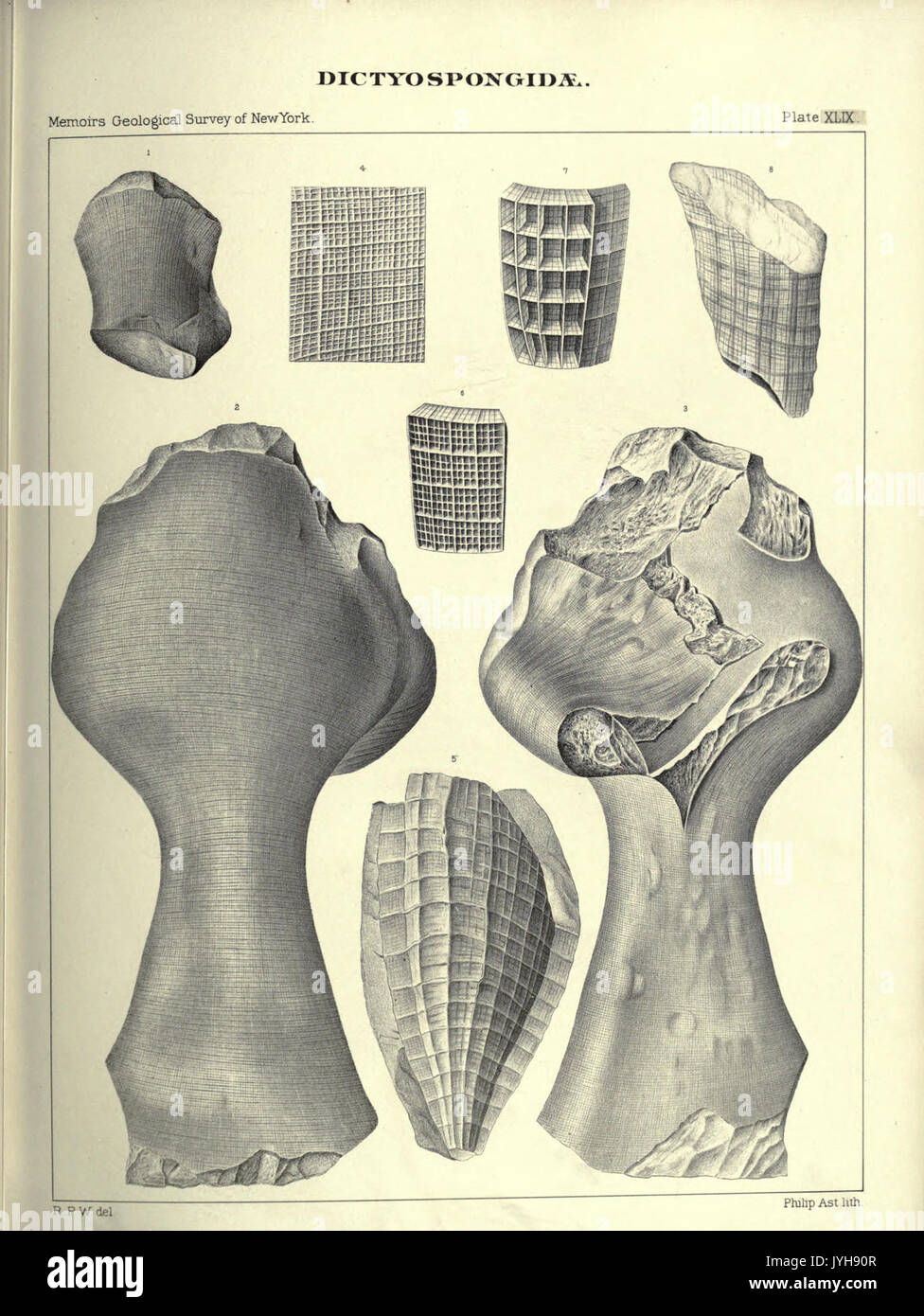 Reticulate stock hi-res stock photography and images - Alamy